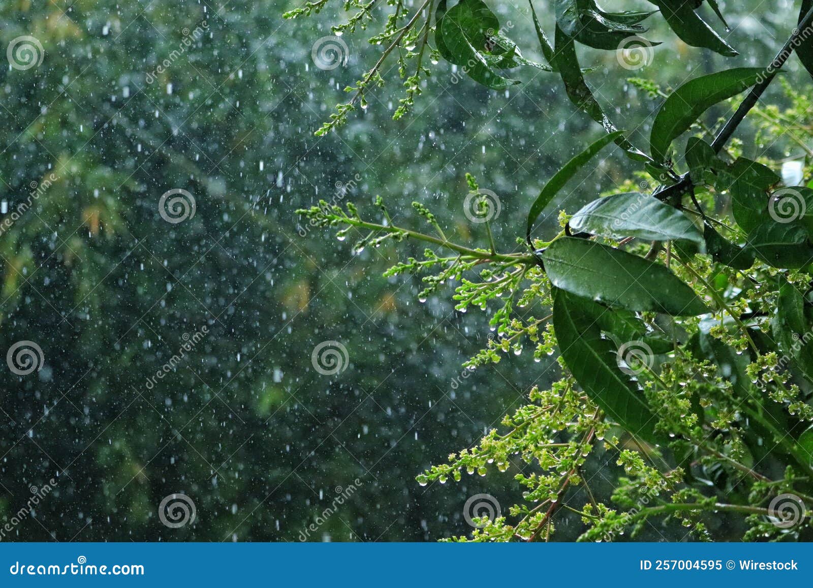 Closeup of Rain Drops Falling on Tree Branches with Green Leaves Stock ...