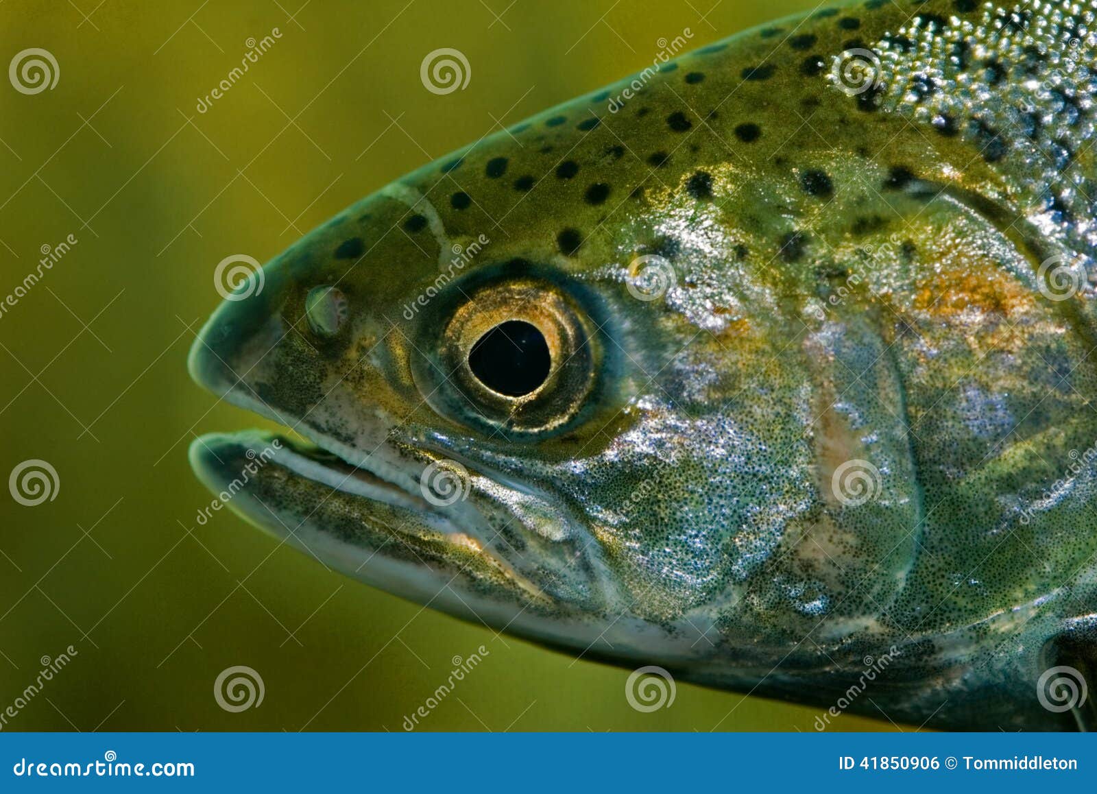 Closeup of a rainbow trout stock photo. Image of rivers - 41850906