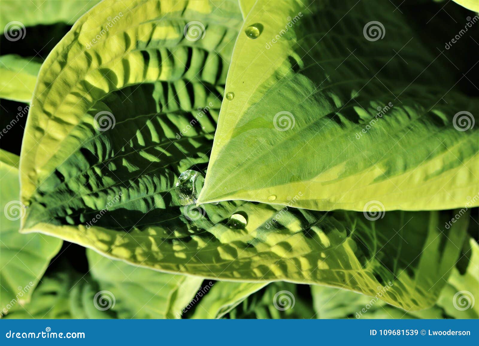 Raindrops on hosta leaves stock image. Image of raindrops - 109681539