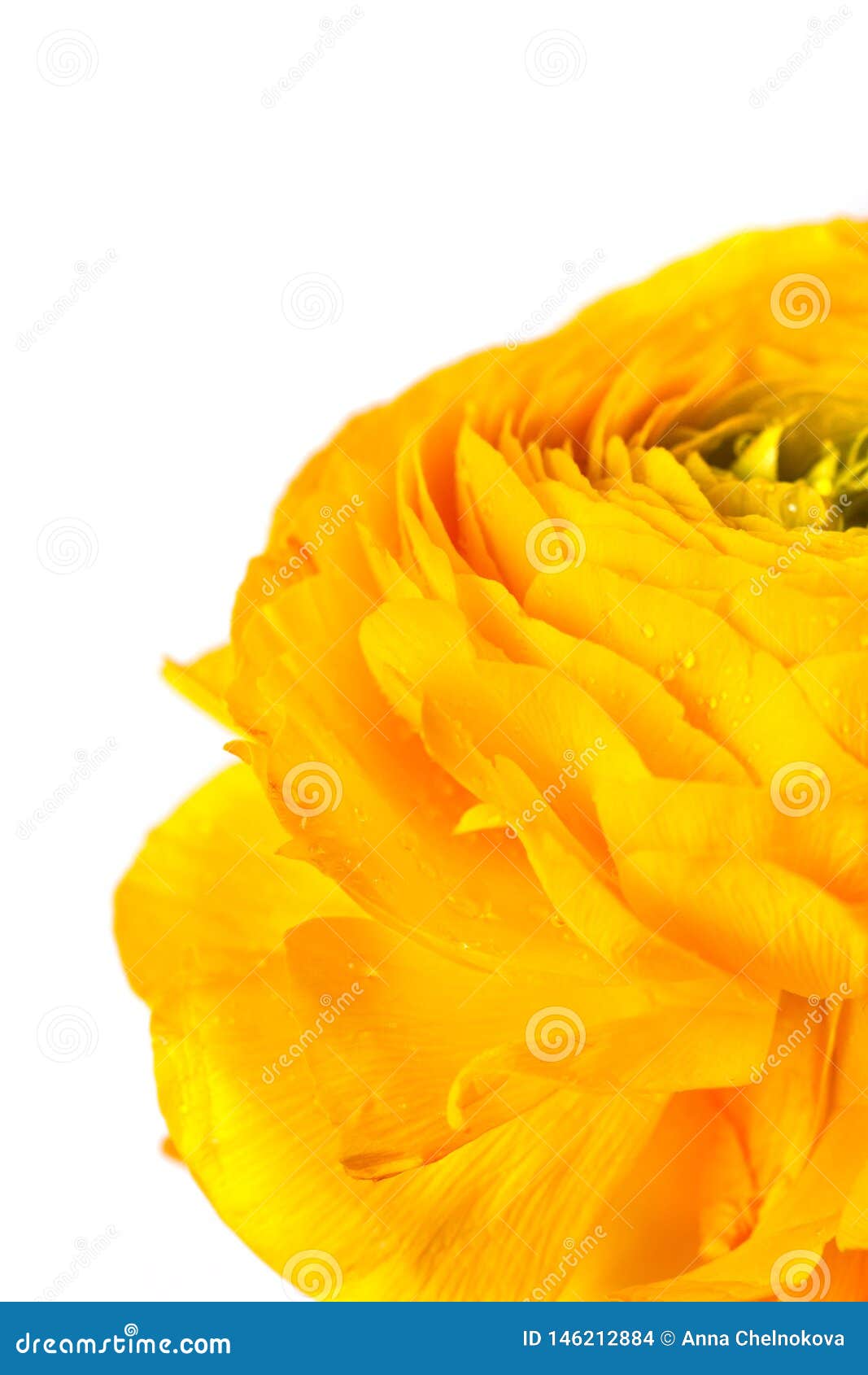 Closeup of Ranunculus Flowers Stock Photo - Image of plant, flower ...
