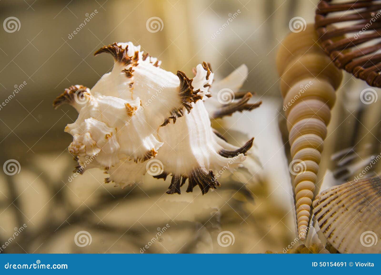 Closeup of rapan stock image. Image of beautiful, rapans - 50154691