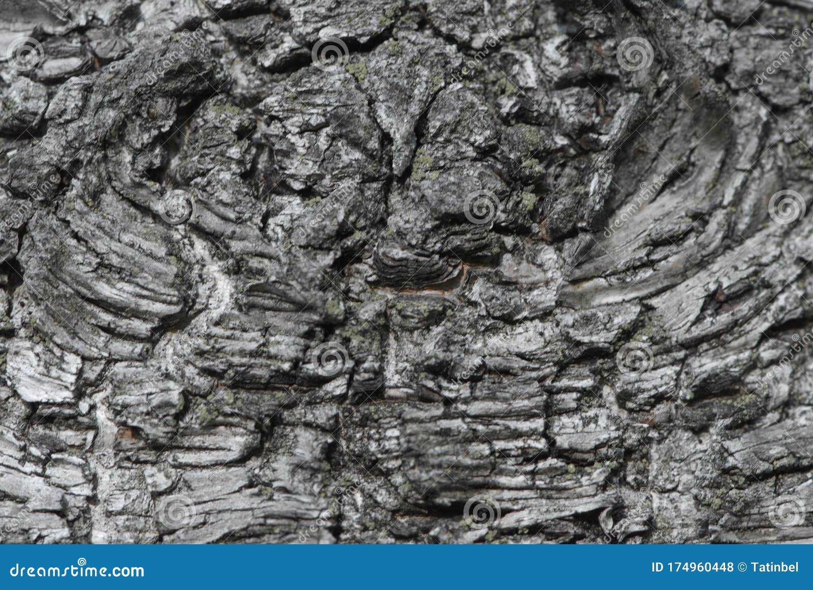 Closeup Of The Rare Japanese Tsushima Salamander, Hynobius Tsuensis ...