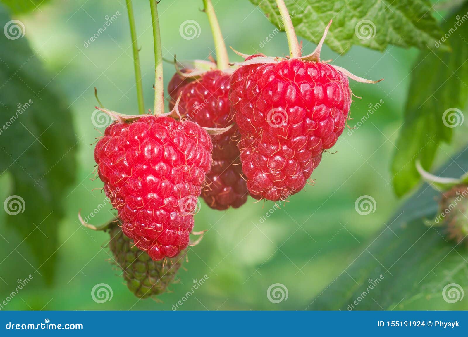 Closeup of Raspberry Berries Growing in the Garden Stock Photo - Image ...