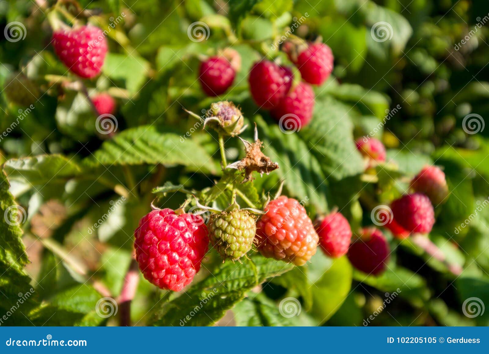 Closeup of Raspberry Branch with Ripe Berries in Sunlight. Shallow ...