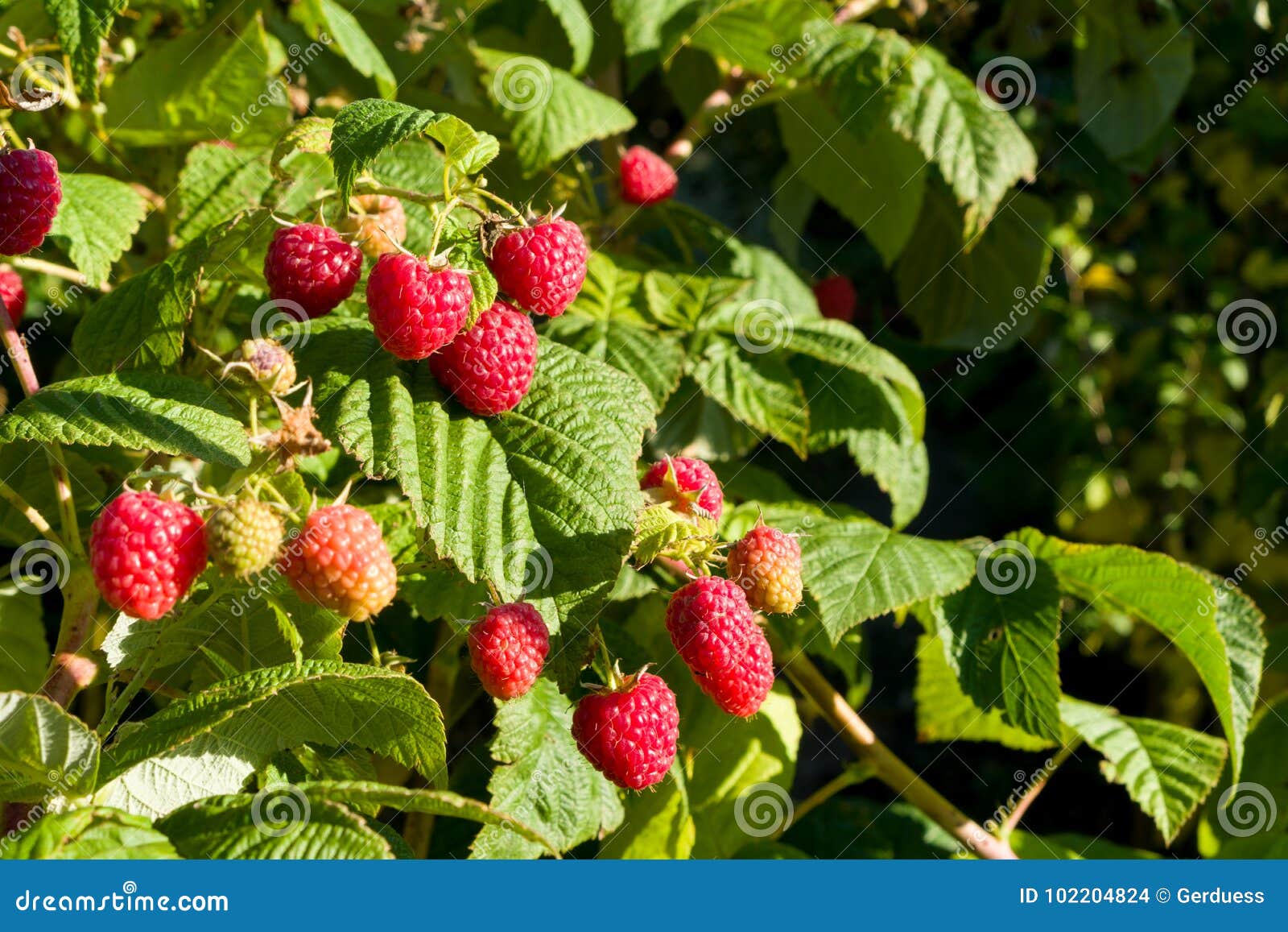 Closeup of Raspberry Branch with Ripe Berries in Sunlight. Shallow ...
