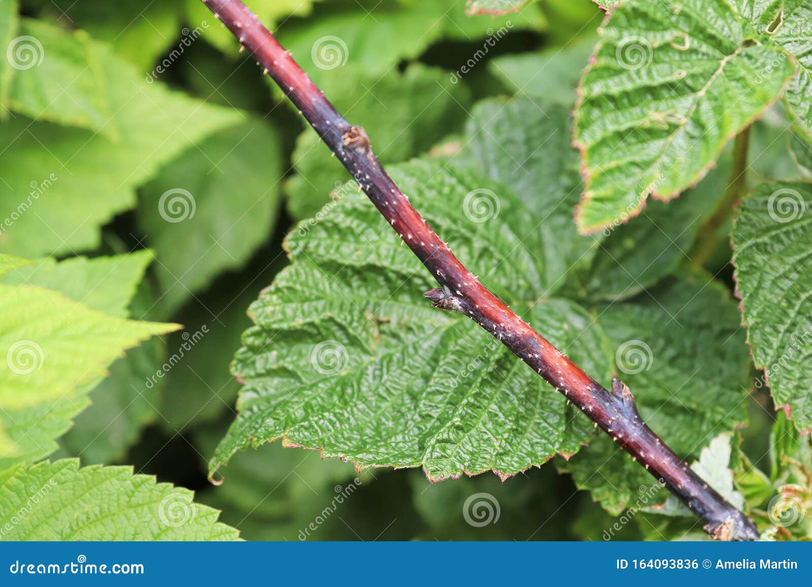 Closeup of a Raspberry Inflected with Cane Blight Stock Photo - Image ...