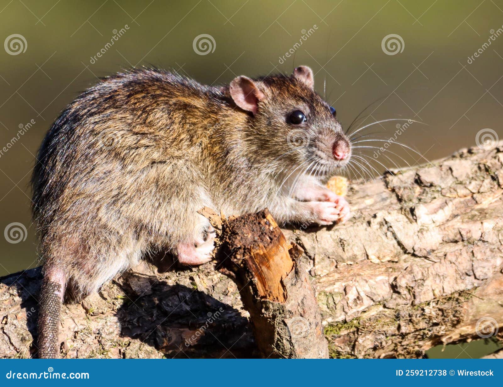Closeup of a Rat Eating on a Tree Log Outdoors Stock Photo - Image of ...