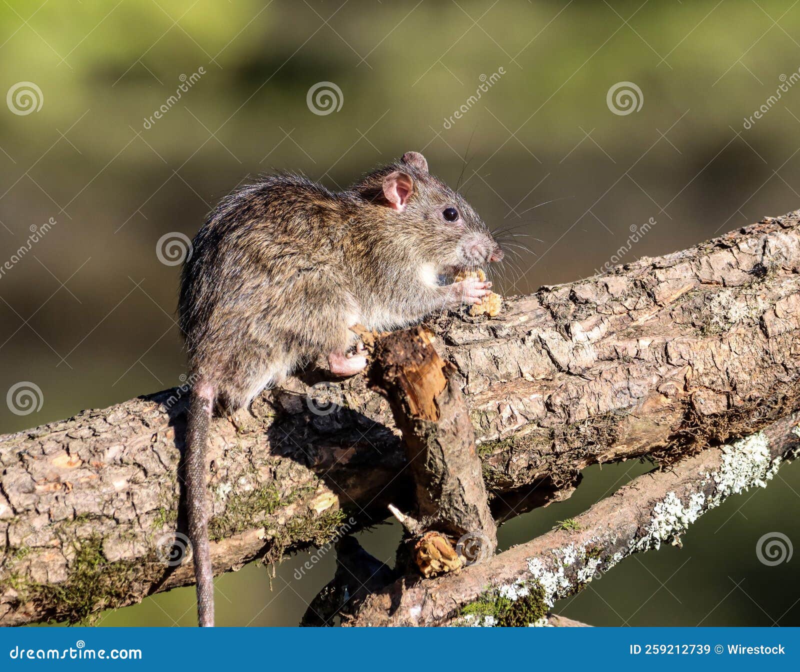 Closeup of a Rat Eating on a Tree Log Outdoors Stock Image - Image of ...