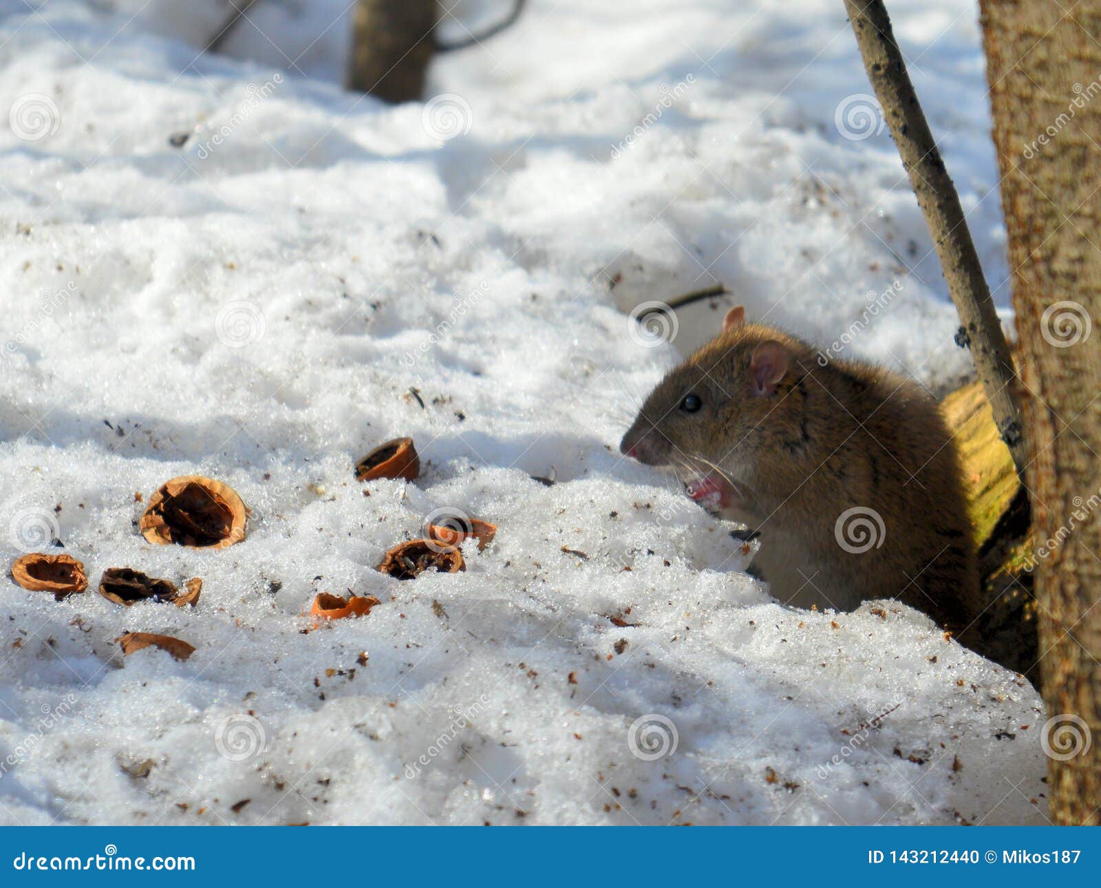 Closeup of rat stock photo. Image of european, ornithology - 143212440