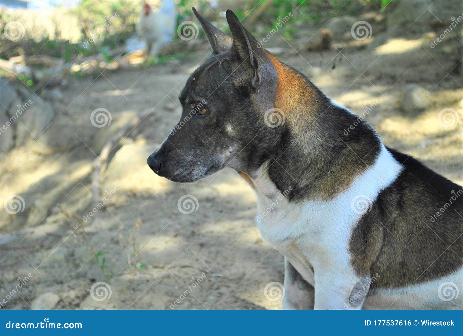 Closeup of a Rat Terrier Standing on the Ground Under the Sunlight with ...