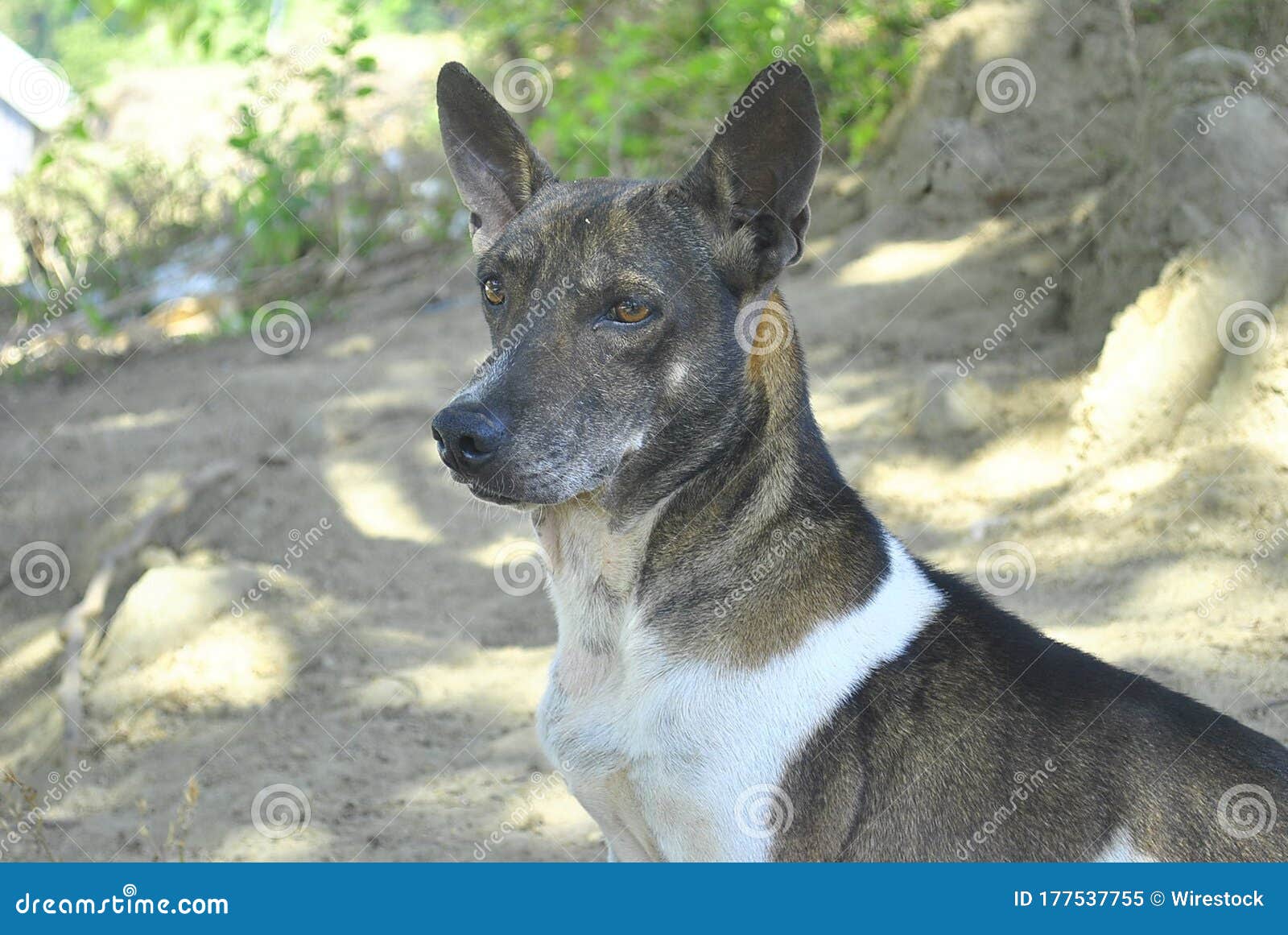 Closeup of a Rat Terrier Standing on the Ground Under the Sunlight with ...