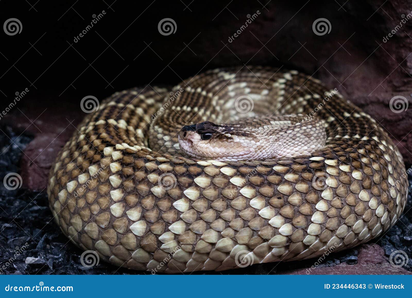 Closeup of the Rattlesnake Skin Pattern. Stock Image - Image of pattern ...