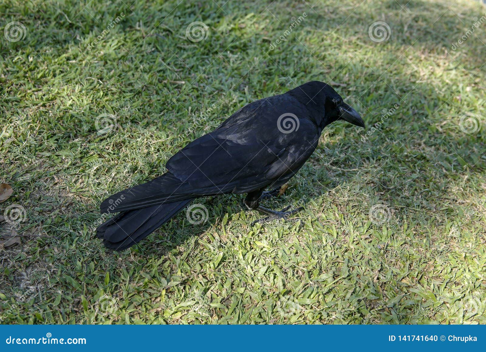 Raven on the grass stock photo. Image of black, field - 141741640