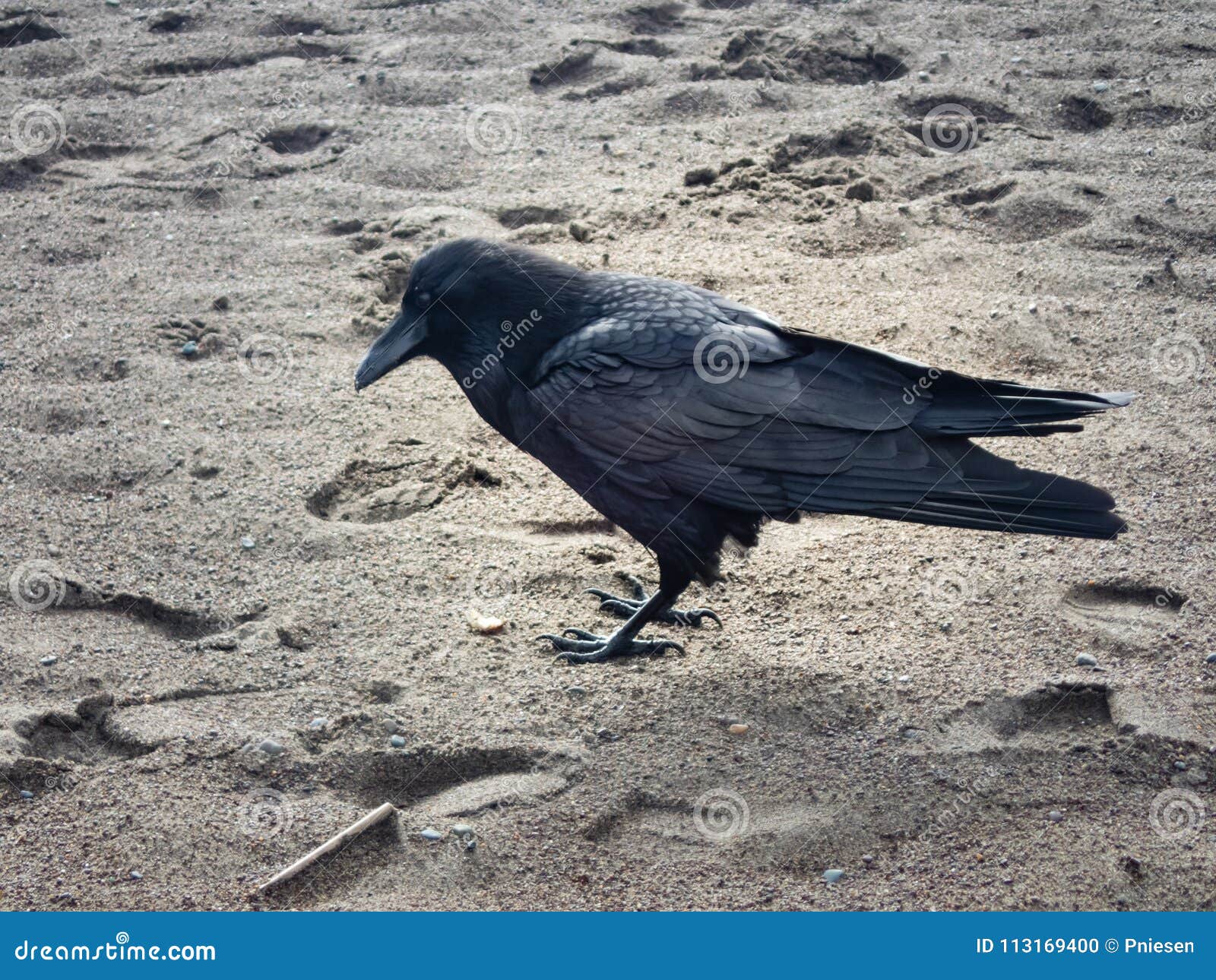 Closeup of Black Raven Walking on a Sandy Beach Stock Photo - Image of ...
