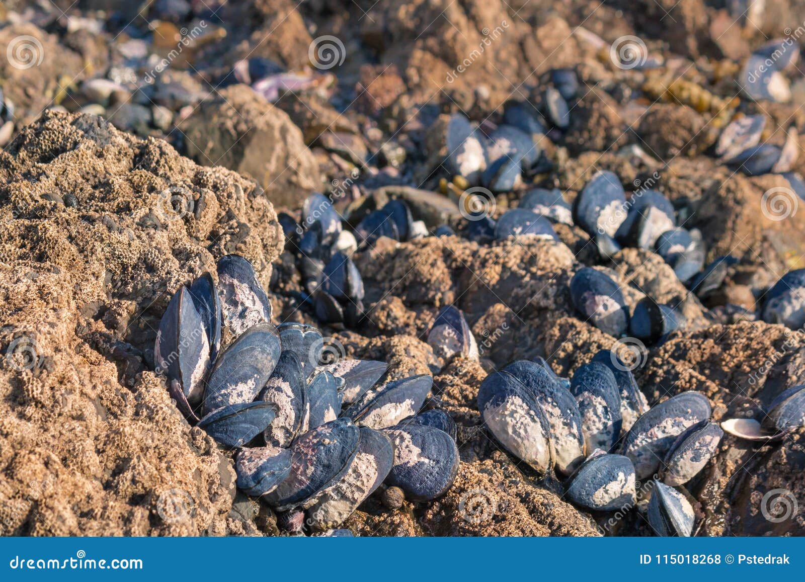 Raw Blue Mussels Living On Rocks Stock Photography | CartoonDealer.com ...