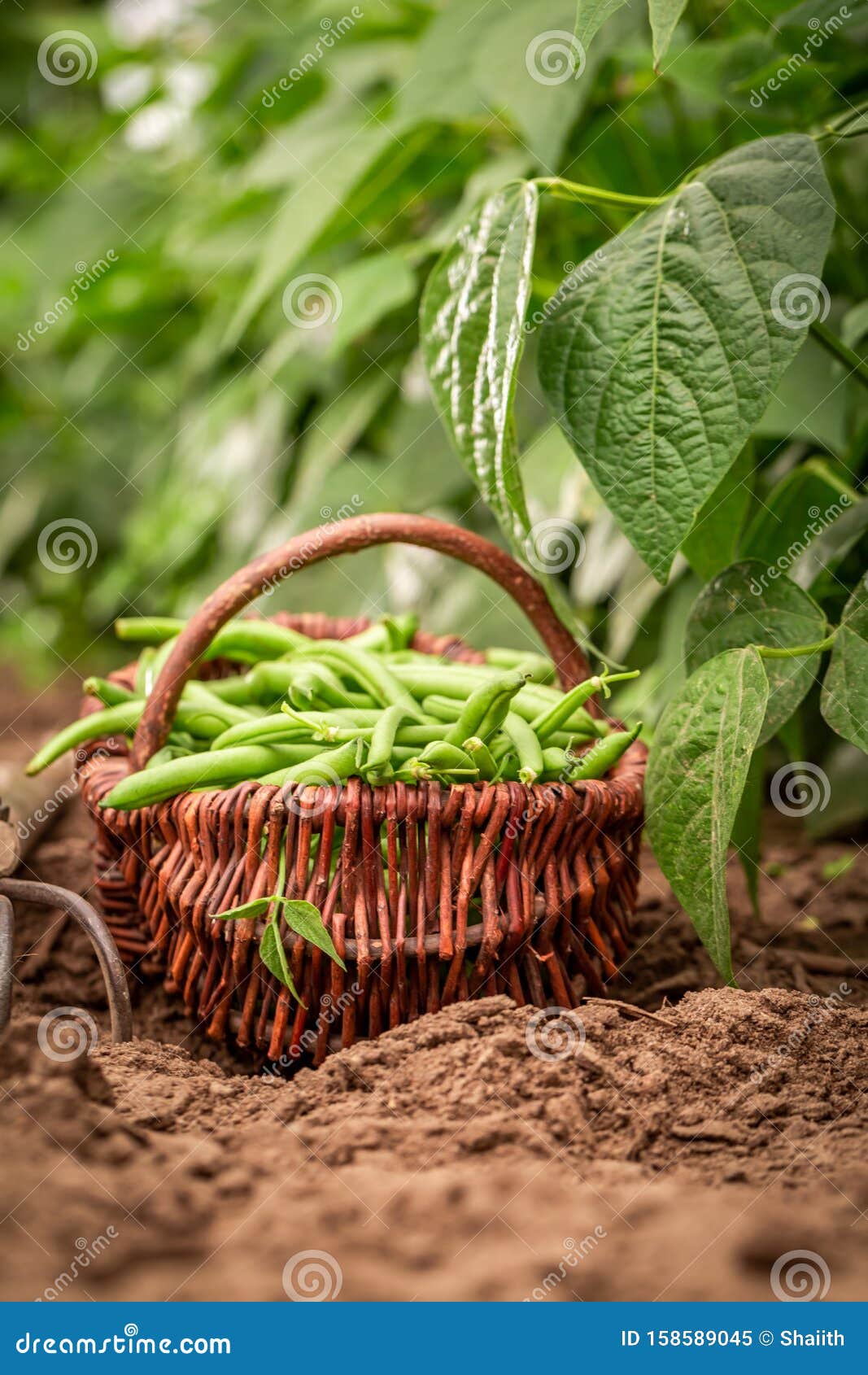 Closeup of Raw Green Beans on the Field Stock Image - Image of healthy ...