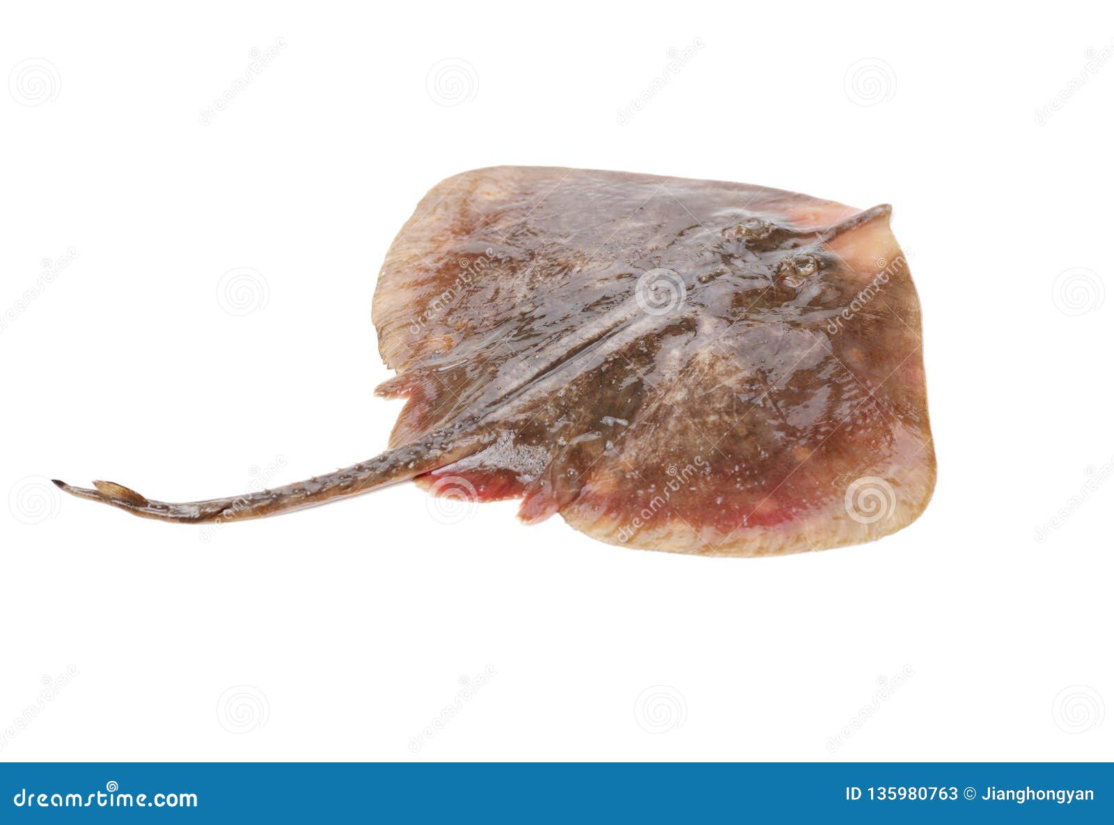 Closeup of Ray fish stock image. Image of isolated, batoidea - 135980763