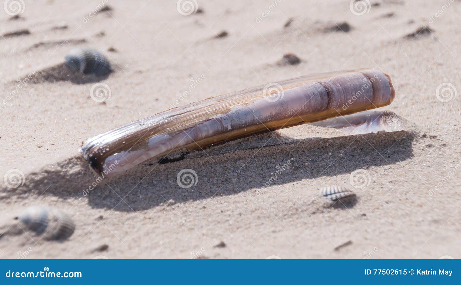Closeup of a Razor Clam, Ensis Stock Image - Image of scallop, format ...