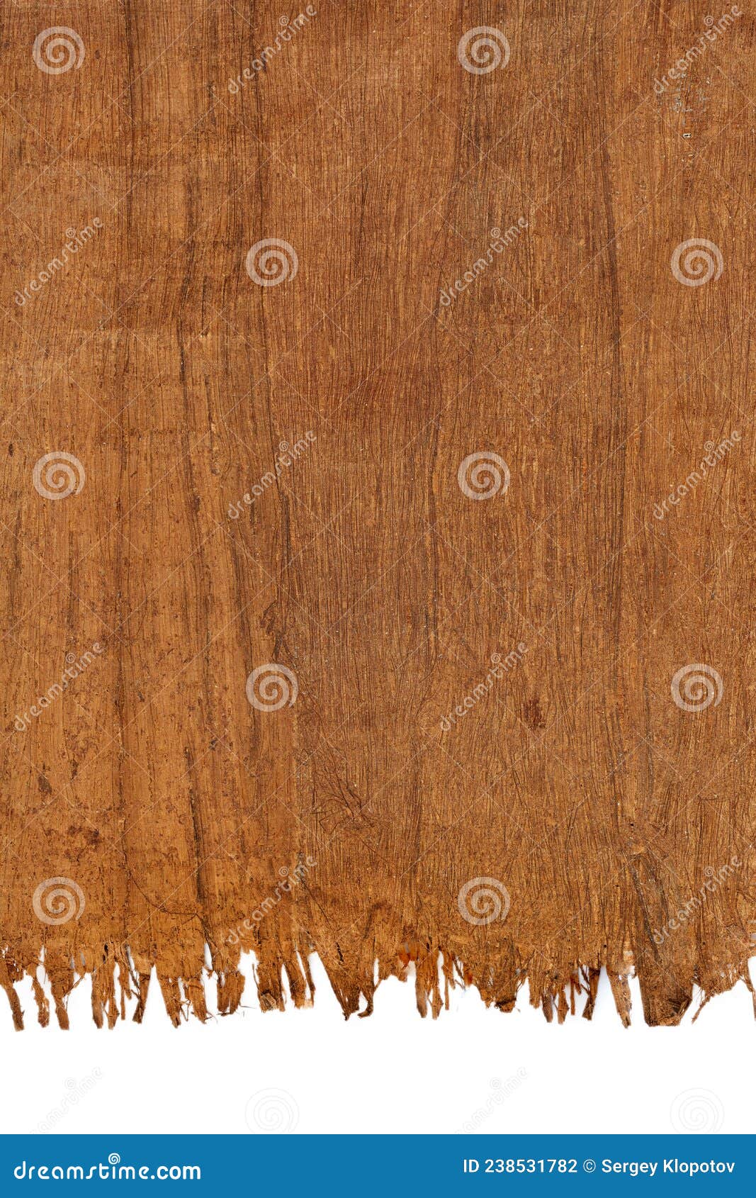 A Closeup of a Real Papyrus Leaf with Ragged Edges Stock Photo - Image ...