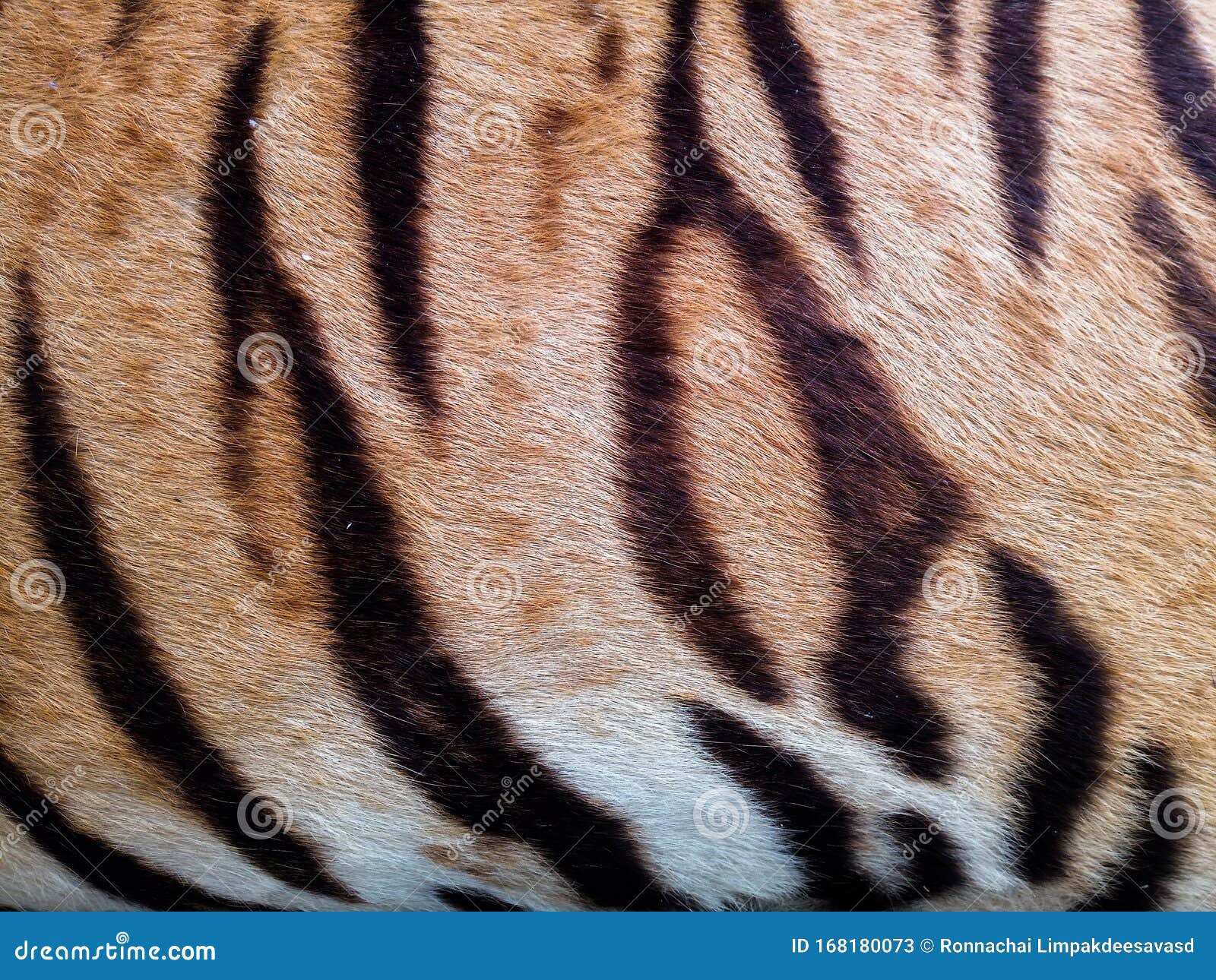 Closeup Real Tiger Skin Texture. Stock Image - Image of orange, brown ...