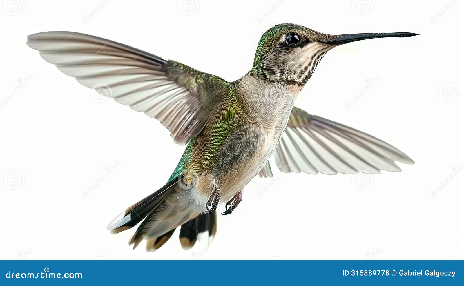 Closeup of Realistic Hummingbird Flying Isolated Stock Illustration ...