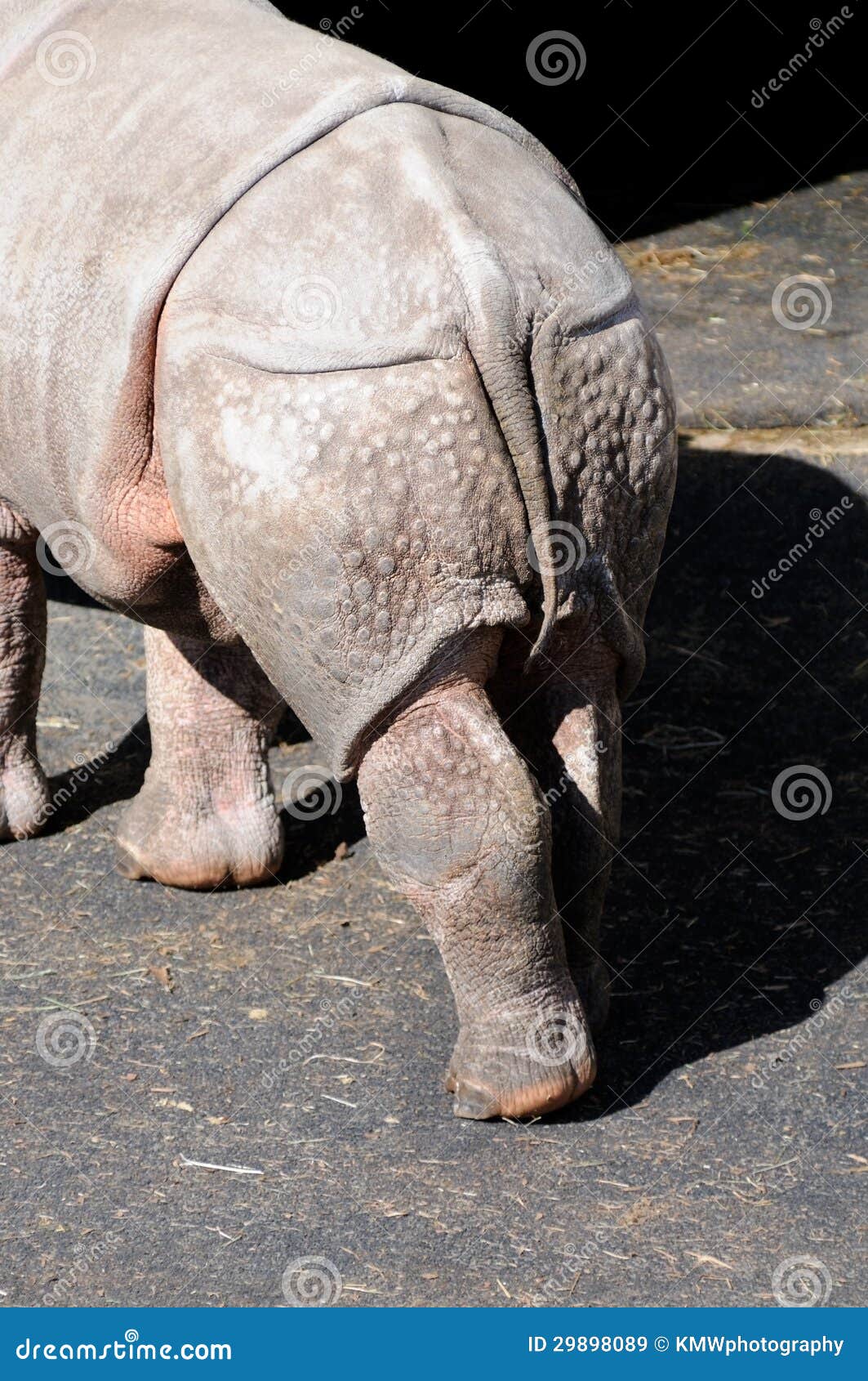 Rhino rear stock image. Image of rear, rhino, wildlife - 29898089