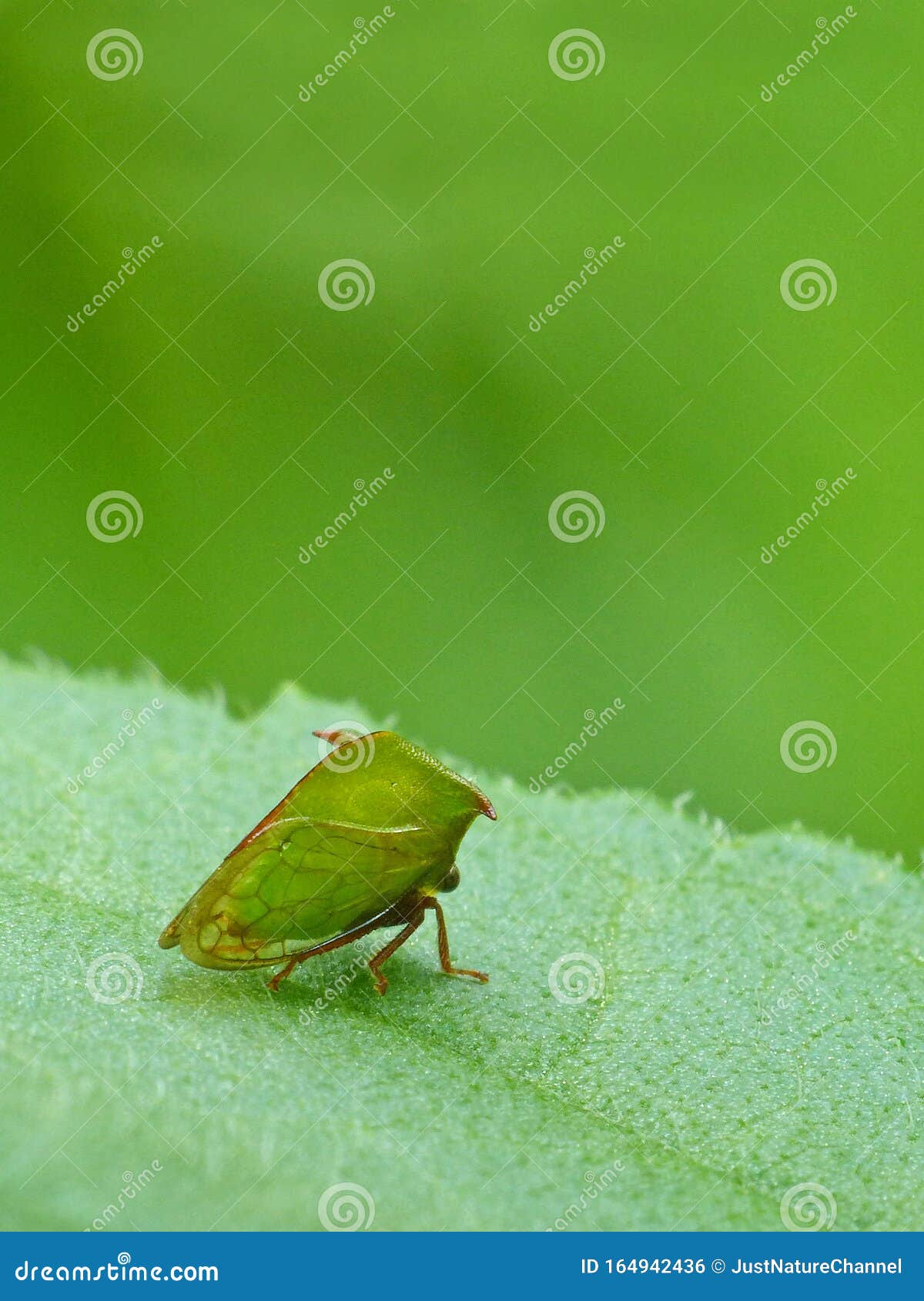 Green Planthopper stock photo. Image of macro, details - 164942436