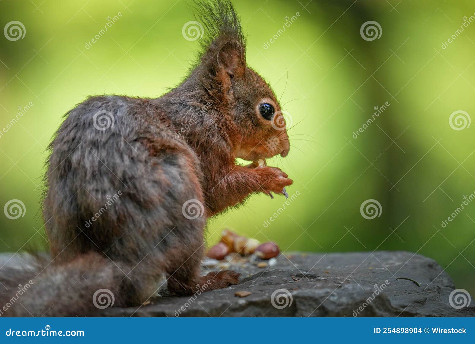Closeup Rear View of a Squirrel Standing on a Stone with Blurred ...