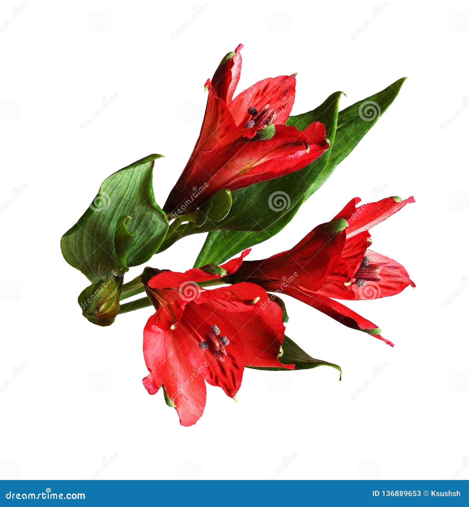 Closeup of Red Alstroemeria Flowers Stock Image - Image of green ...