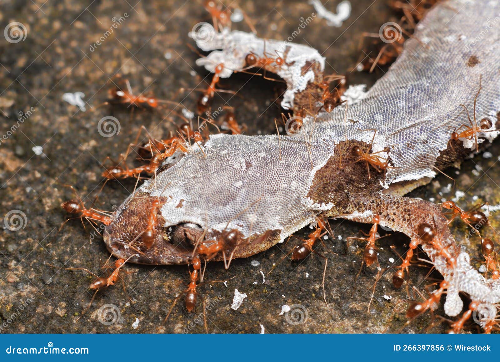 Closeup of Red Ants Eating Dead Lizard Body Stock Photo - Image of ...