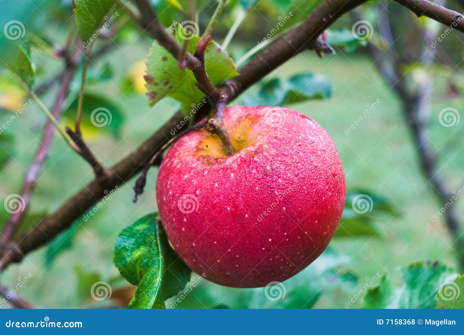Closeup of red apple stock photo. Image of crisp, fruit - 7158368
