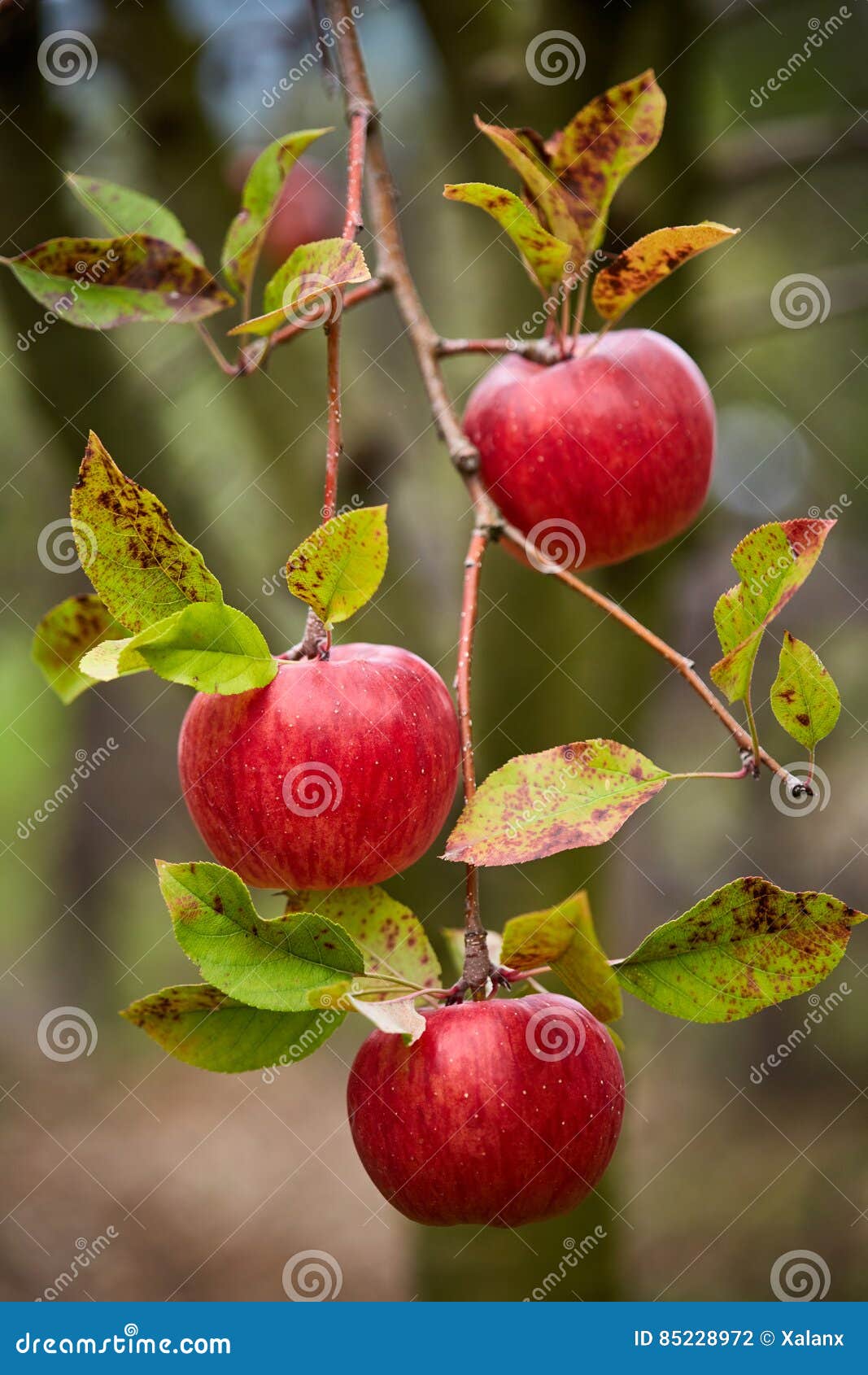 Closeup of Red Apples on Branches Stock Photo - Image of natural, farm ...