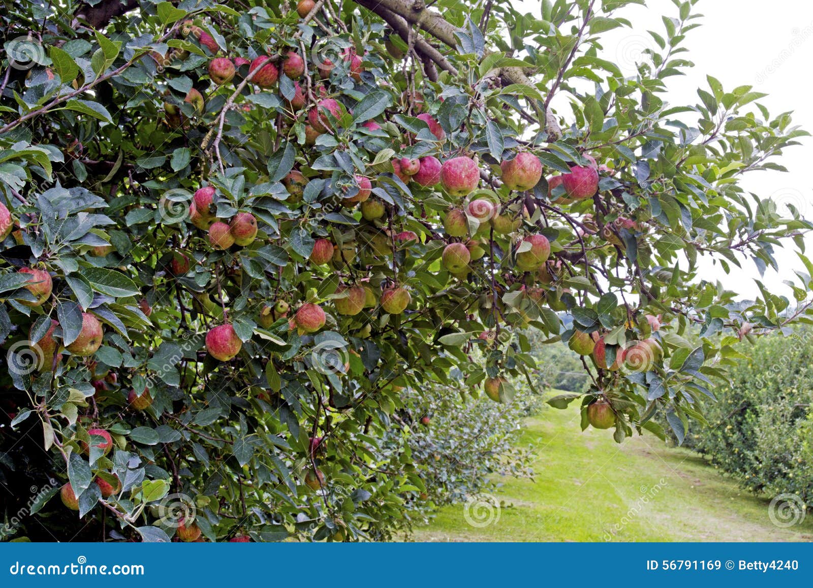 Closeup Red Apples Hanging on a Tree in an Orchard. Stock Image - Image ...