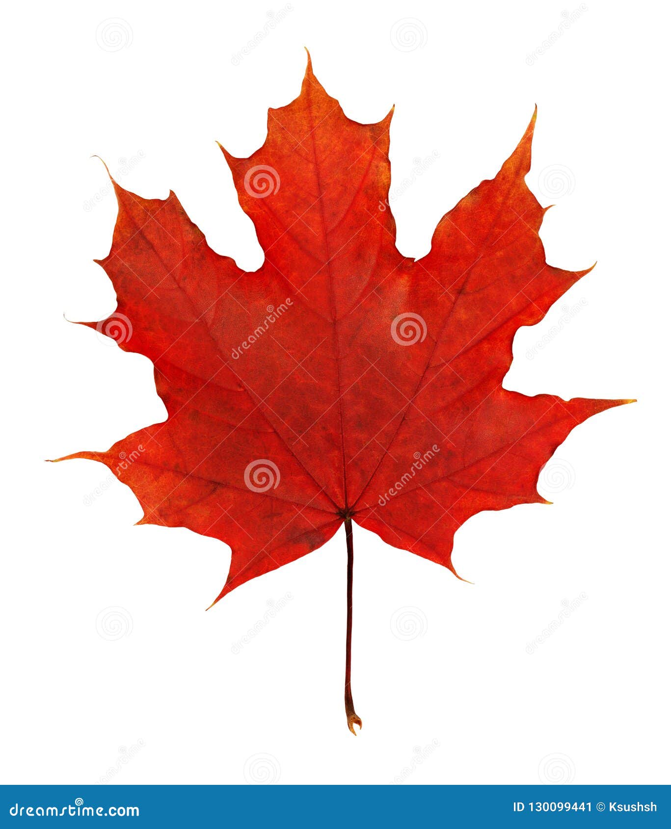 Closeup of Red Autumn Maple Leaf Stock Image - Image of decoration ...