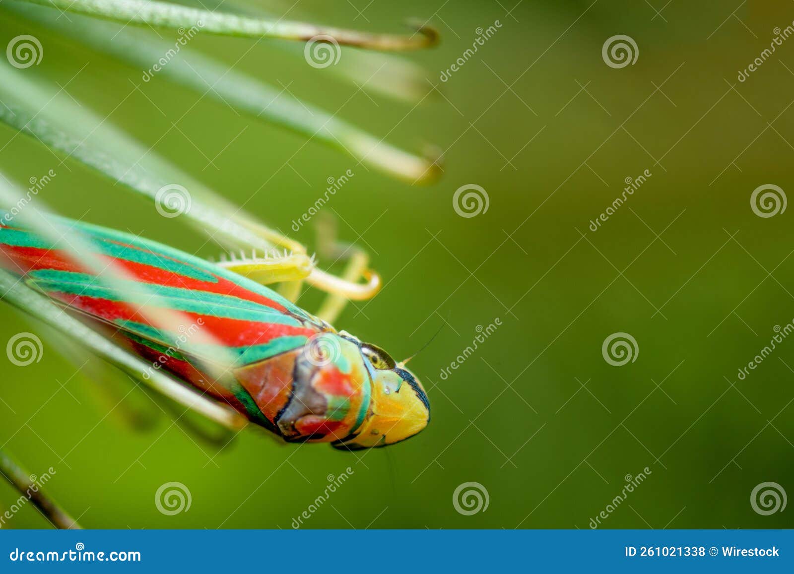 Closeup of a Red-banded Leafhopper on a Plant. Stock Photo - Image of ...
