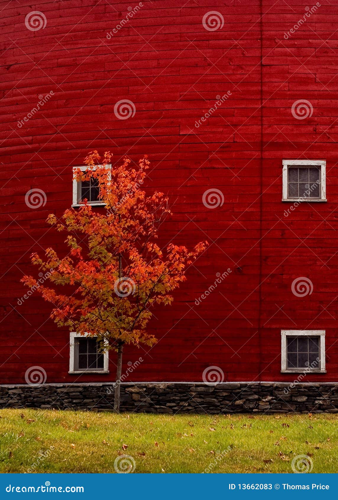 Closeup of Red Barn with Fall Tree Stock Image - Image of natural, card ...