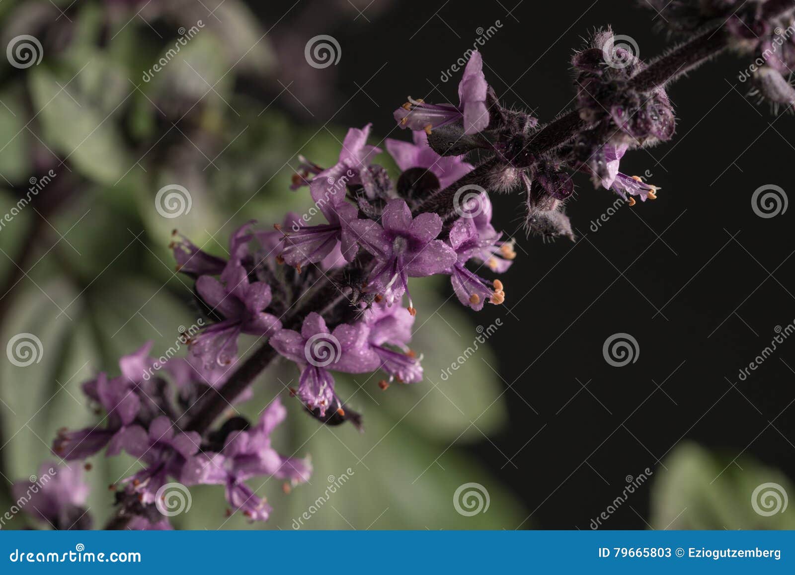 Closeup of a Red Basil Plant Stock Image - Image of close, aromatic ...