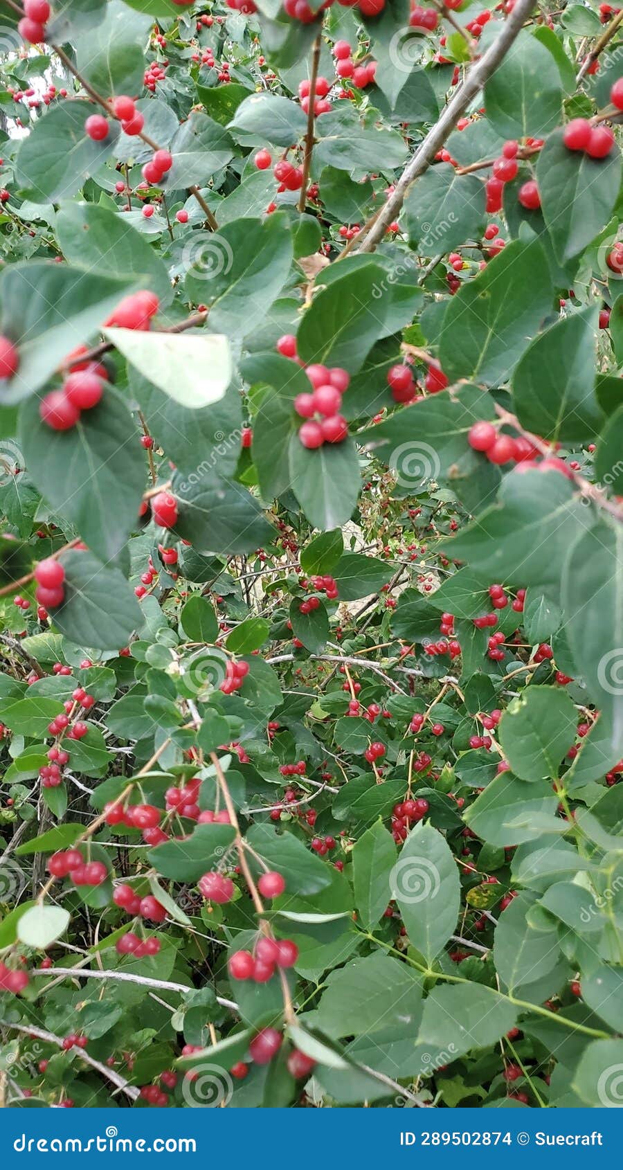 Closeup of Red Berries and Green Leaves of Trees Stock Photo - Image of green, closeup: 289502874