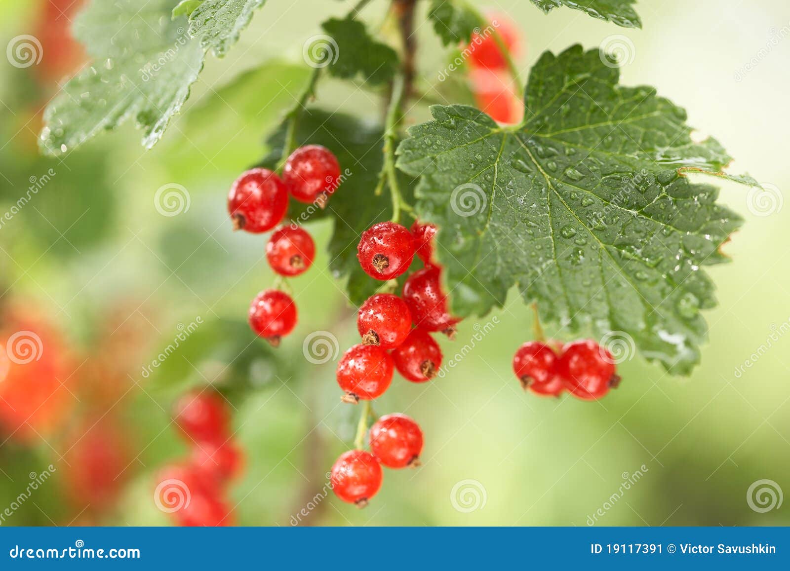 Closeup of Red Berries Twig - Redcurrant in Orchar Stock Image - Image ...
