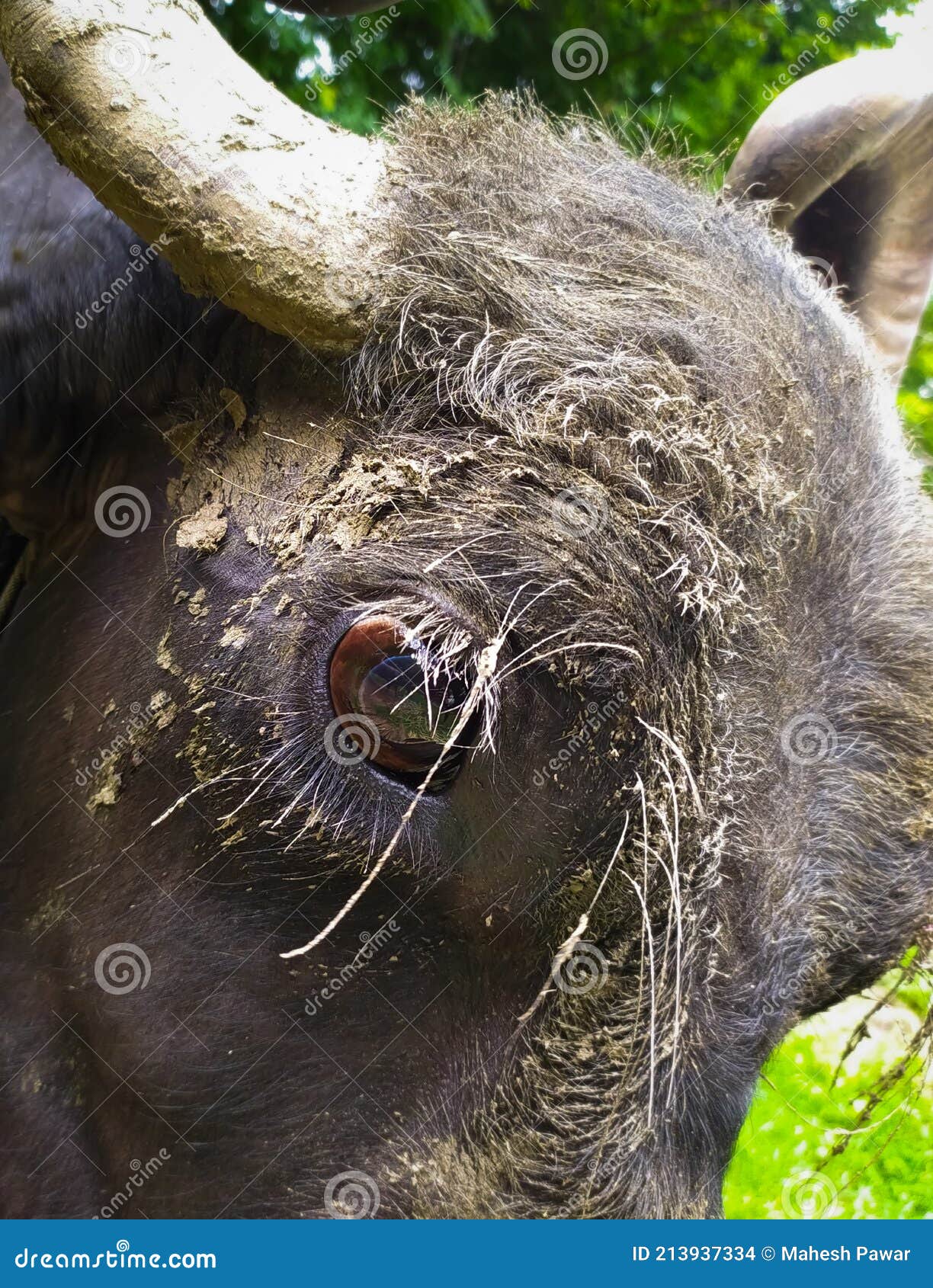 Closeup of Red Big Eye of Hairy Buffalo Stock Photo - Image of strong ...