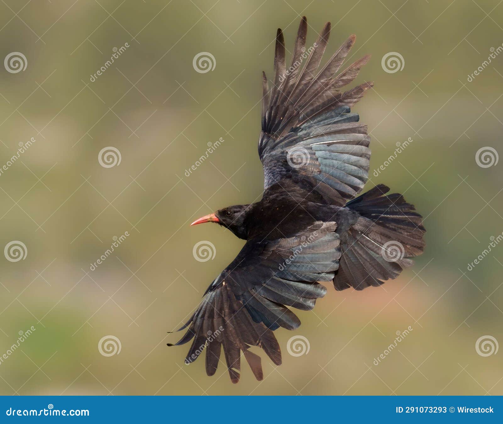 Closeup of a Red-billed Chough in Flight Outstretched Its Wings Stock ...