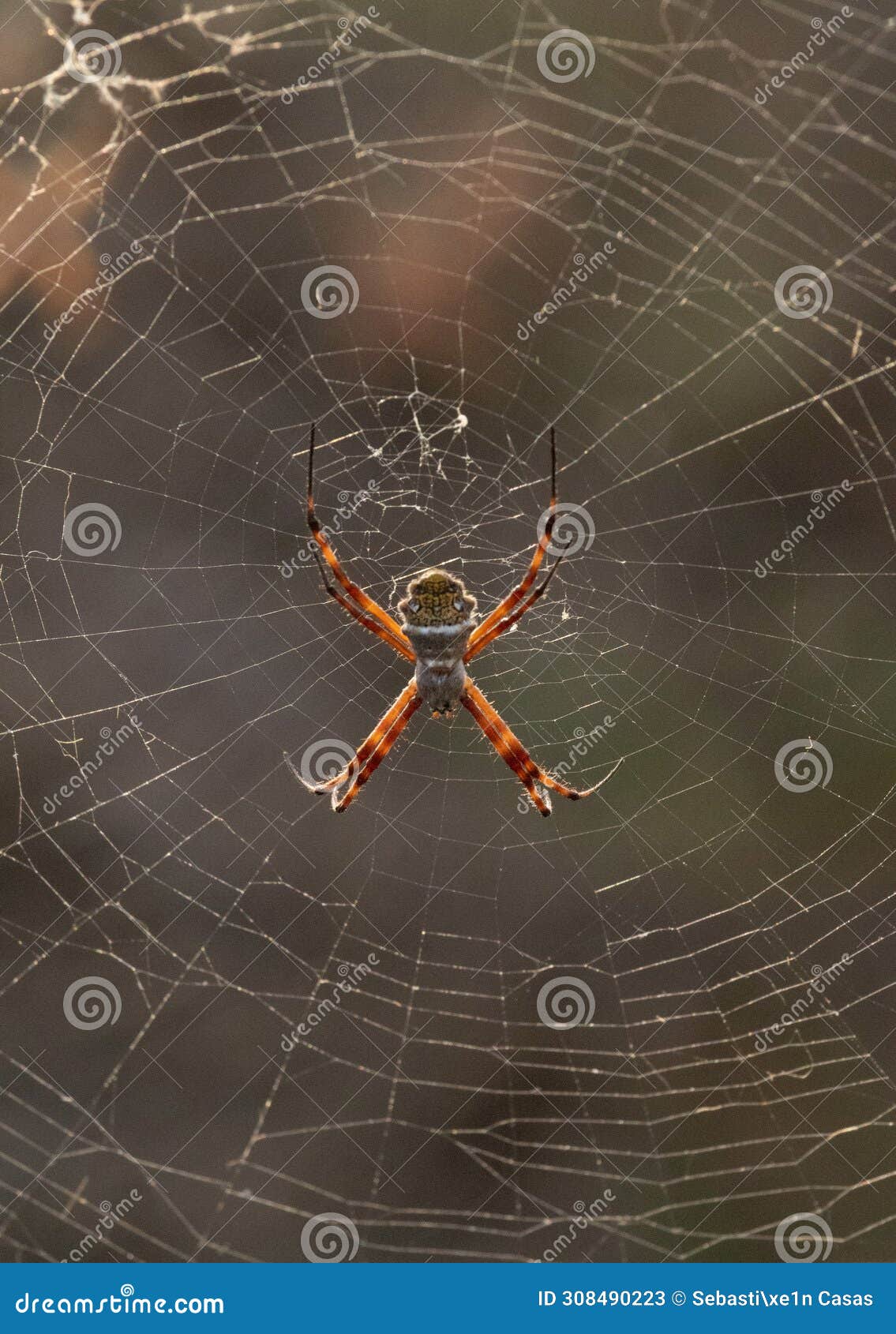 Closeup of a Red and Black Spider in Its Web Stock Image - Image of ...