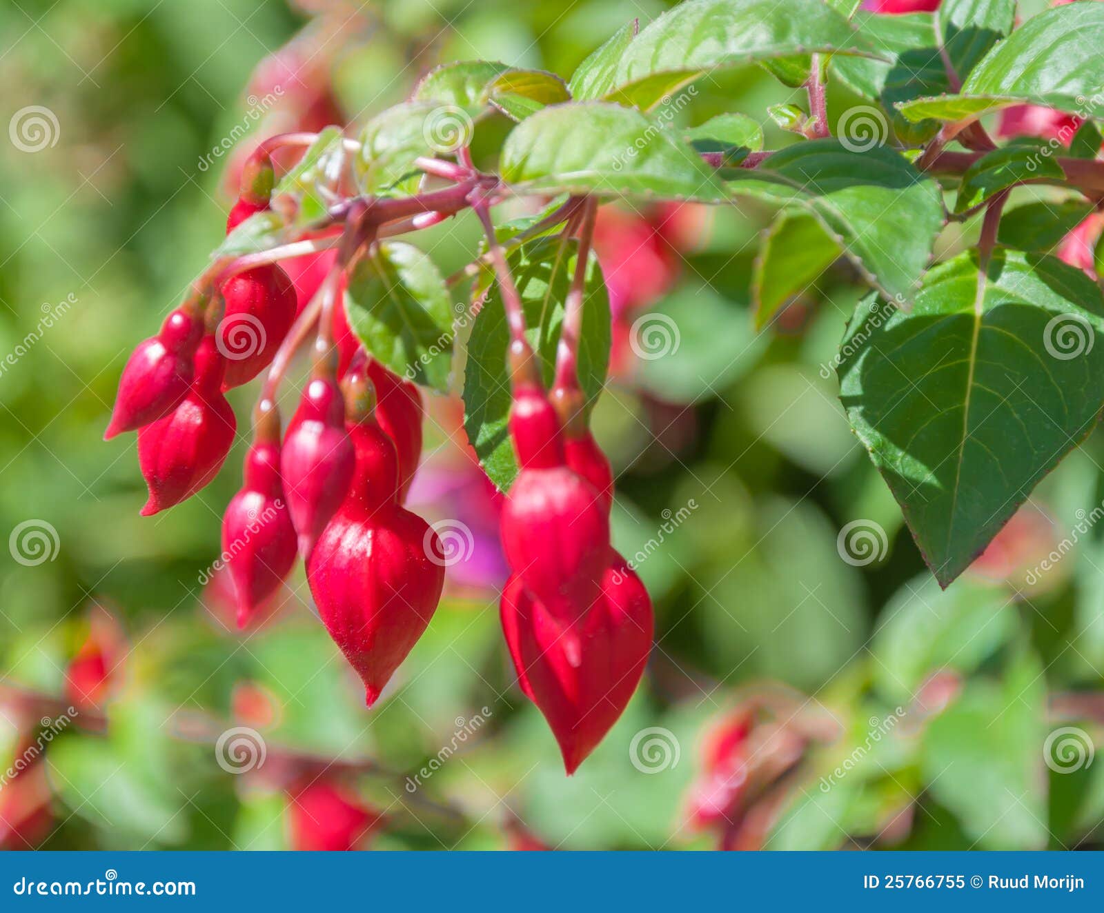 Closeup of a Red Budding Fuchsia Plant Stock Image - Image of bush ...