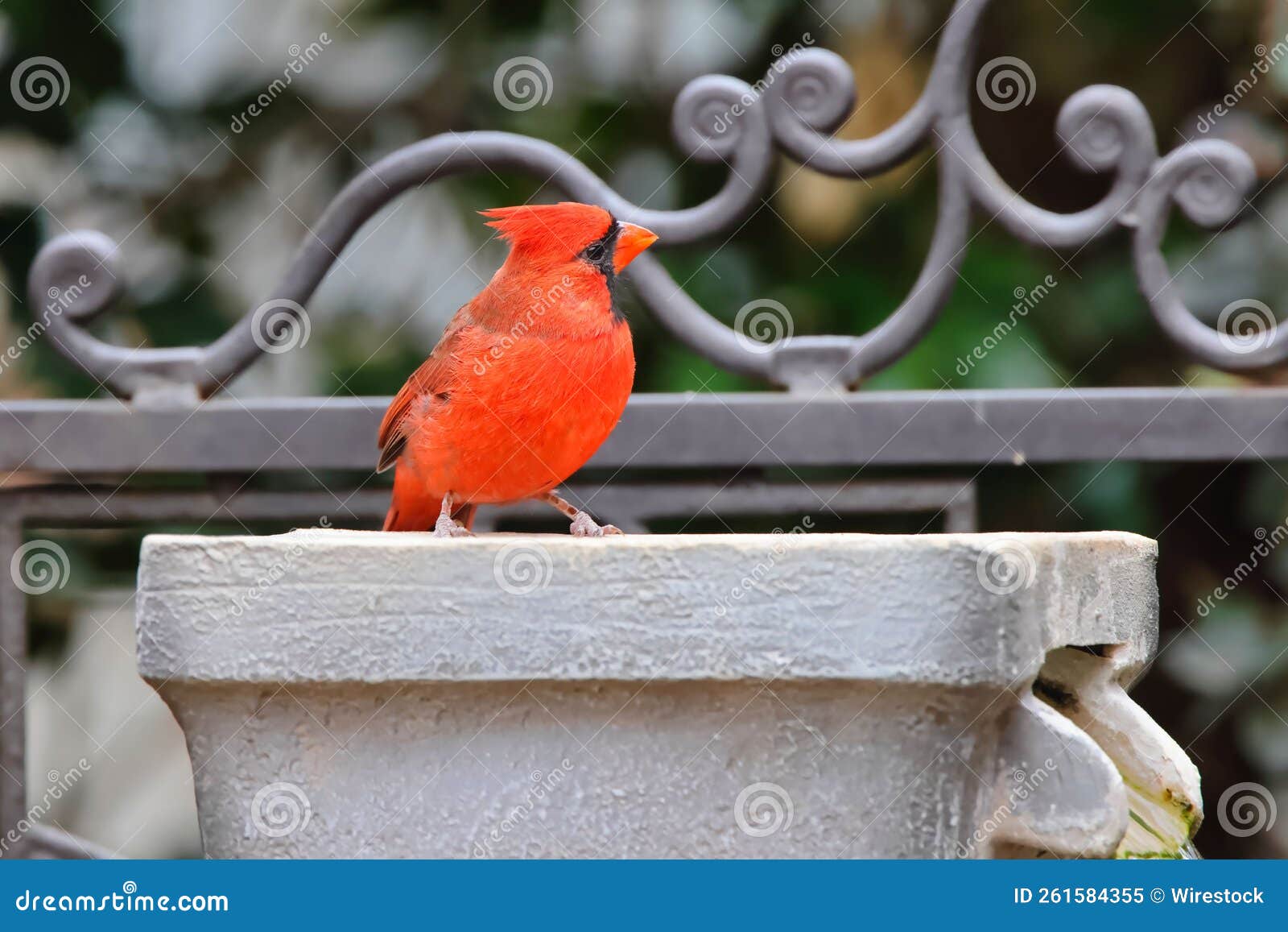 Closeup of a Red Cardinal Bird Perched on the Bench Stock Image - Image ...