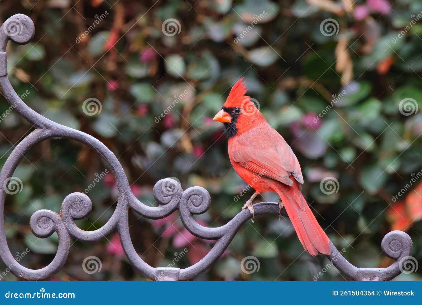 Closeup of a Red Cardinal Bird Perched on the Bench Stock Photo - Image ...