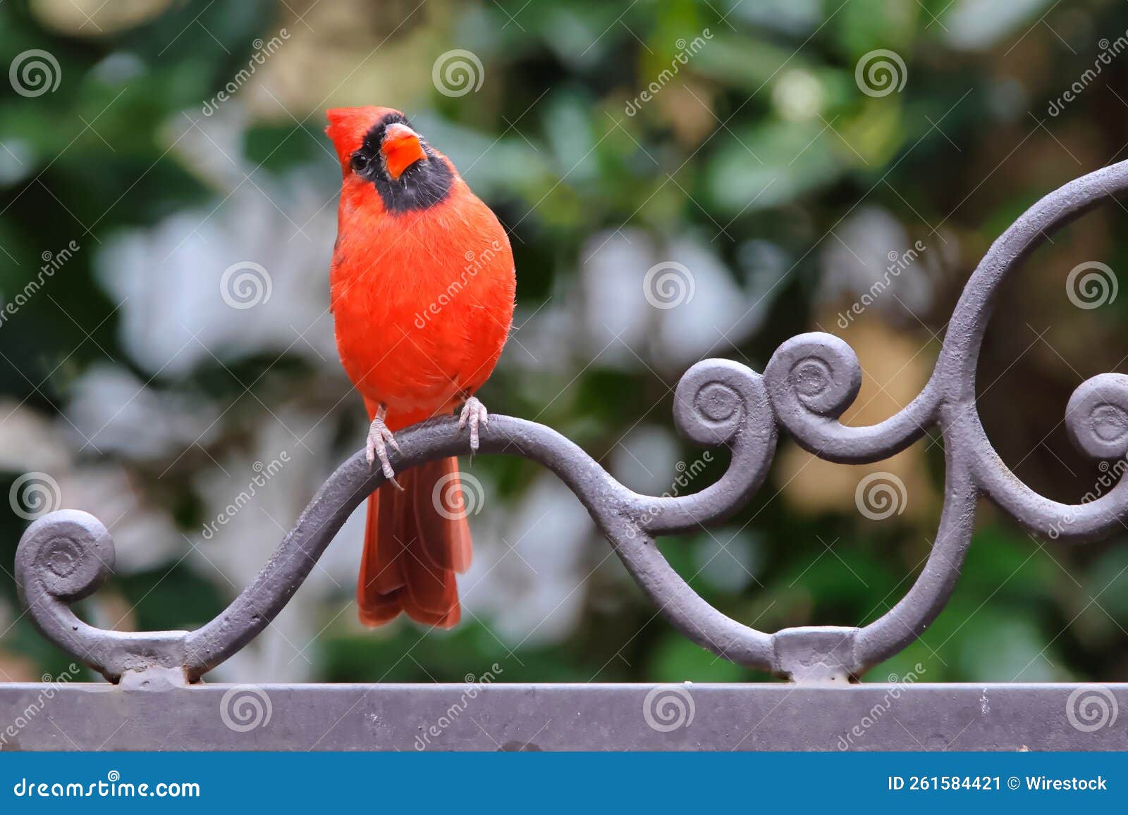 Closeup of a Red Cardinal Bird Perched on the Bench Stock Image - Image ...