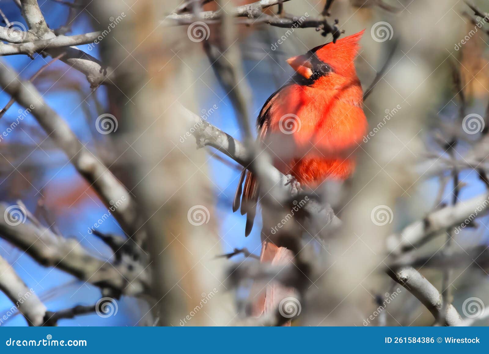 Closeup of a Red Cardinal Bird Perched on the Tree Behind the Blurry ...