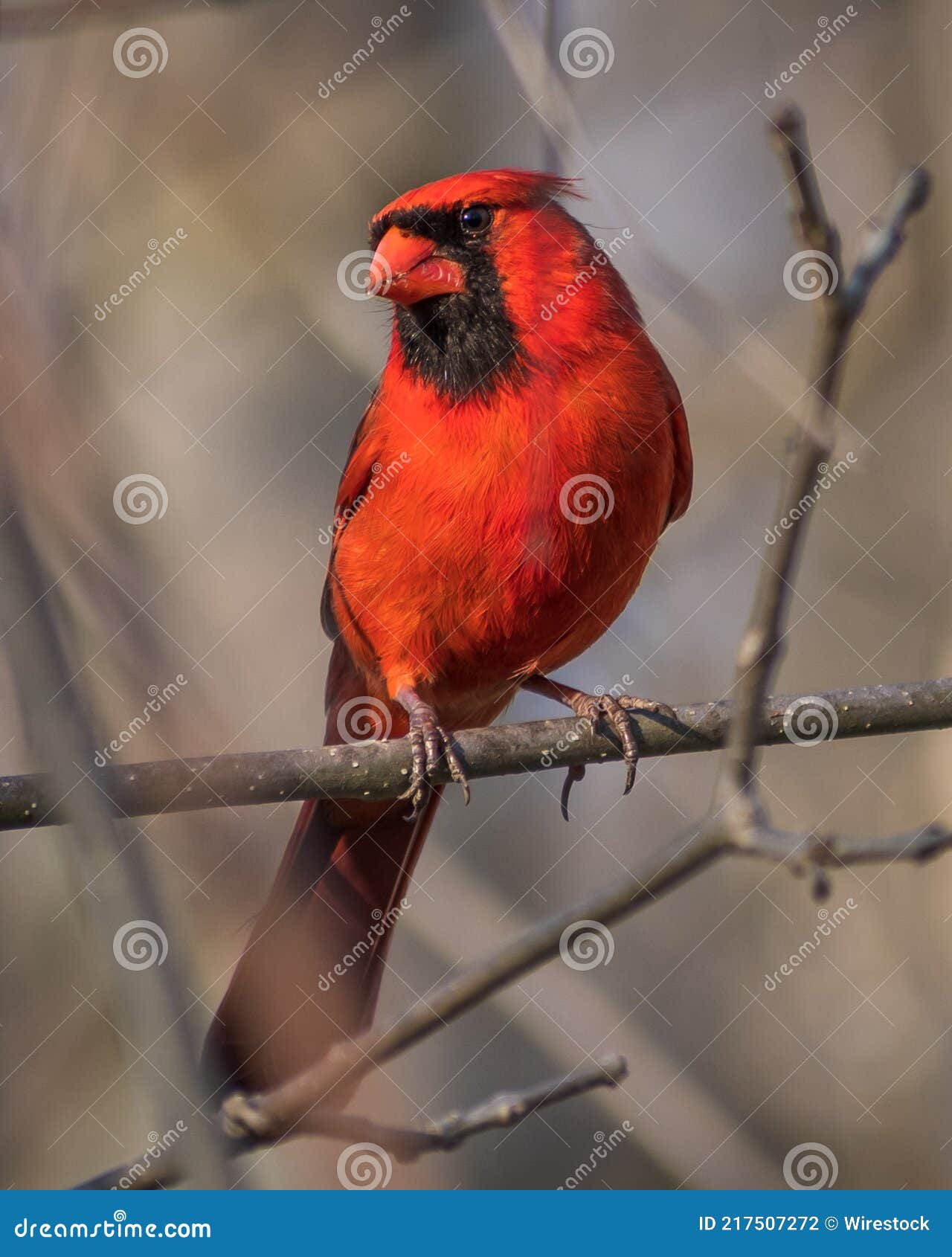 Closeup of Red Cardinal Bird Perching on a Branch of Plant Stock Photo ...