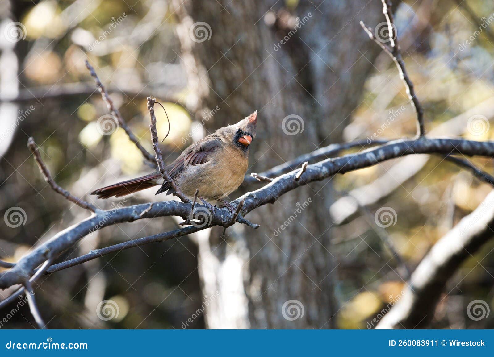 Closeup of Red Cardinal Bird Sitting on a Branch on a Blurred ...