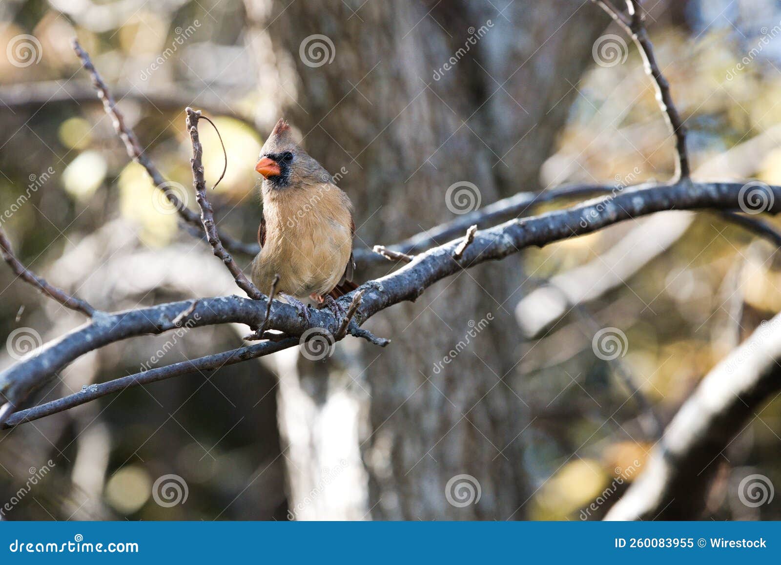Closeup of Red Cardinal Bird Sitting on a Branch on a Blurred ...